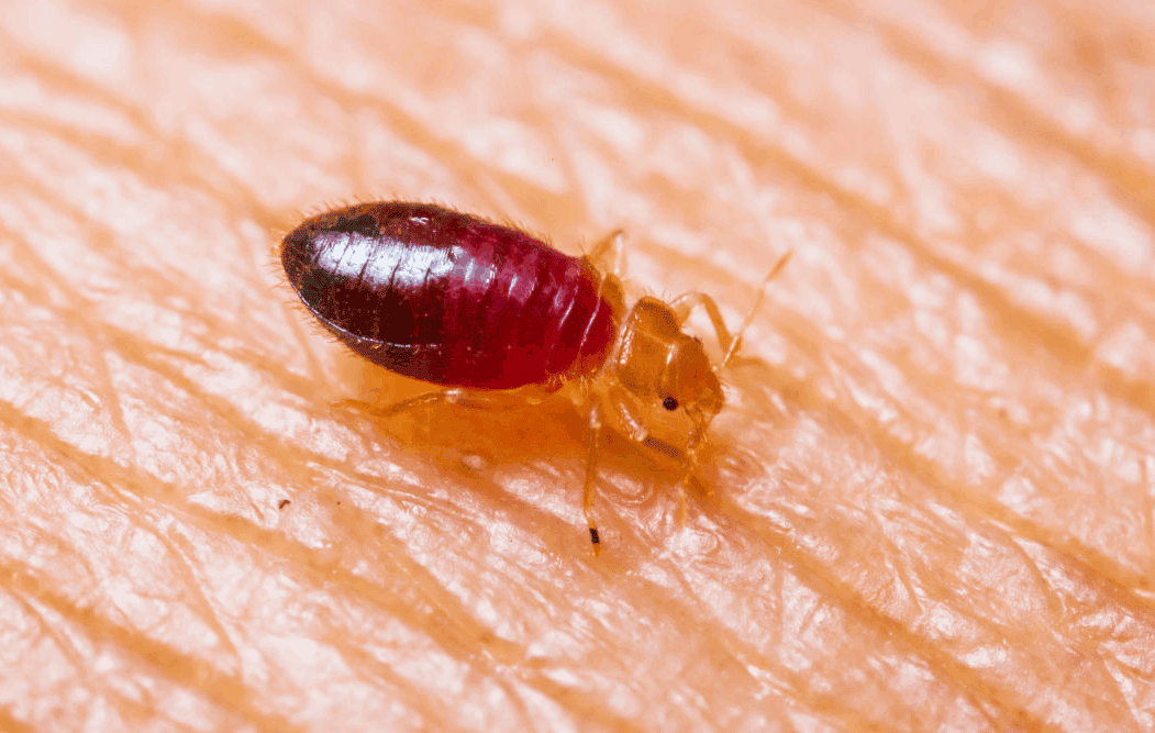 Cimici dei Letti Venezia: A Chi Rivolgersi?