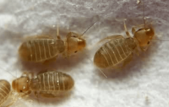 Insetti dell'umidità in casa